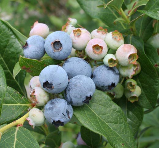 Razz Blueberry Plant - Stark Bro’s