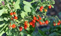 How to Grow Goji Berry Plants - Stark Bro's