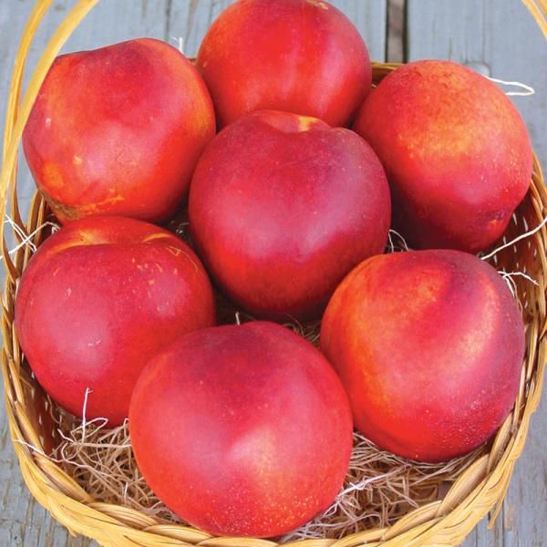 Stark® SunGlo Nectarine Tree - Stark Bro’s