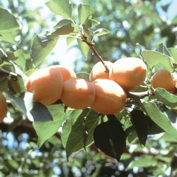 Flavor Delight Aprium® Tree - Stark Bro’s