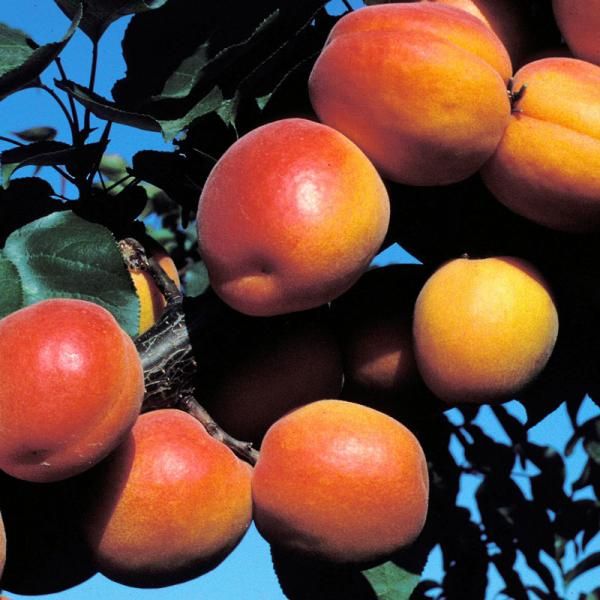 Robada Apricot Tree - Stark Bro’s