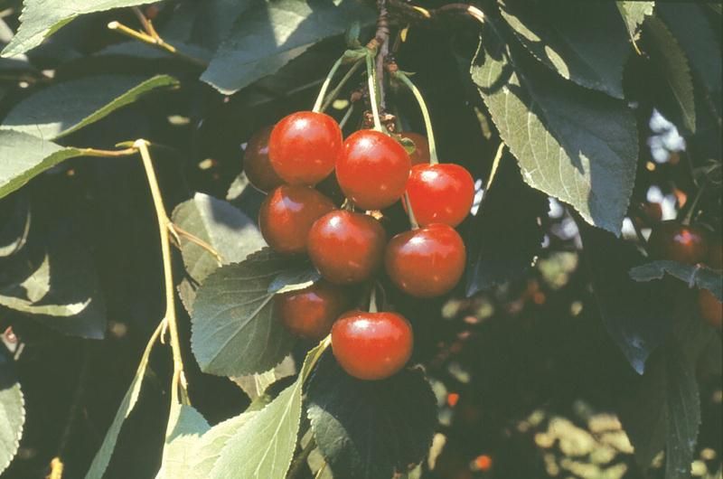 Stark® Montmorency Sour Cherry Tree - Stark Bro’s