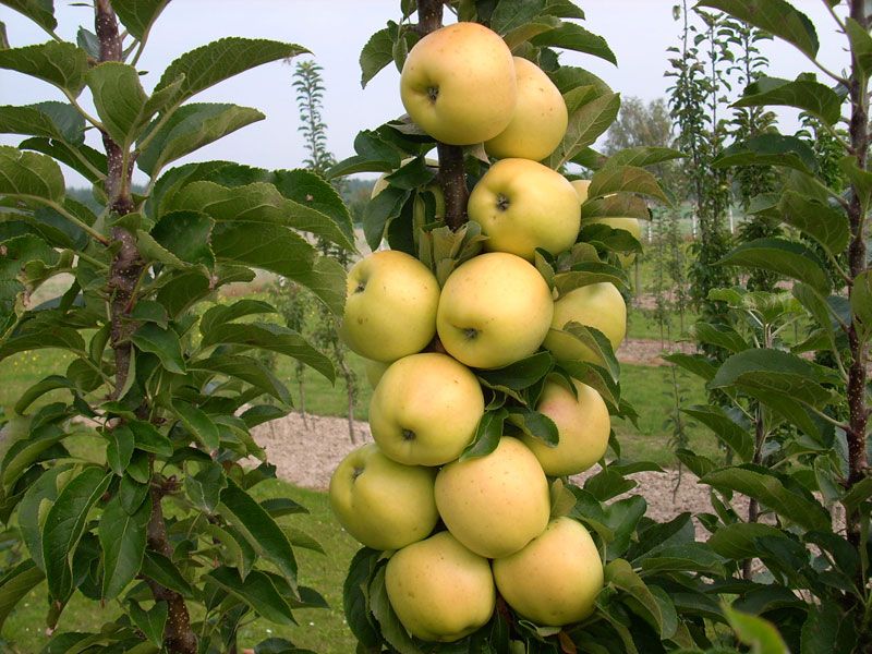 Golden Treat™ Urban™ Apple Tree - Stark Bro’s