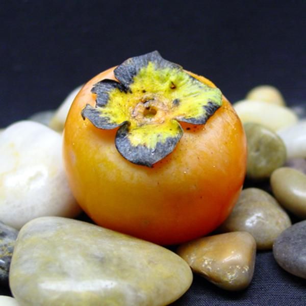 Prok American Persimmon Tree - Stark Bro’s