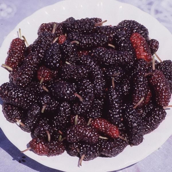 Pakistan Mulberry - Mulberry Trees - Stark Bro's