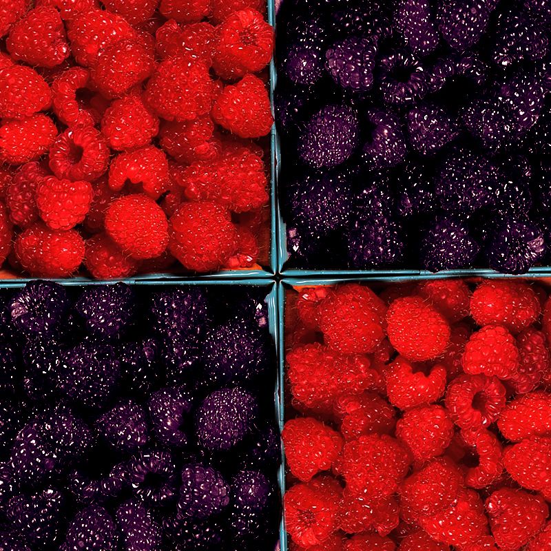 24 Raspberry Plant Collection - Stark Bro’s