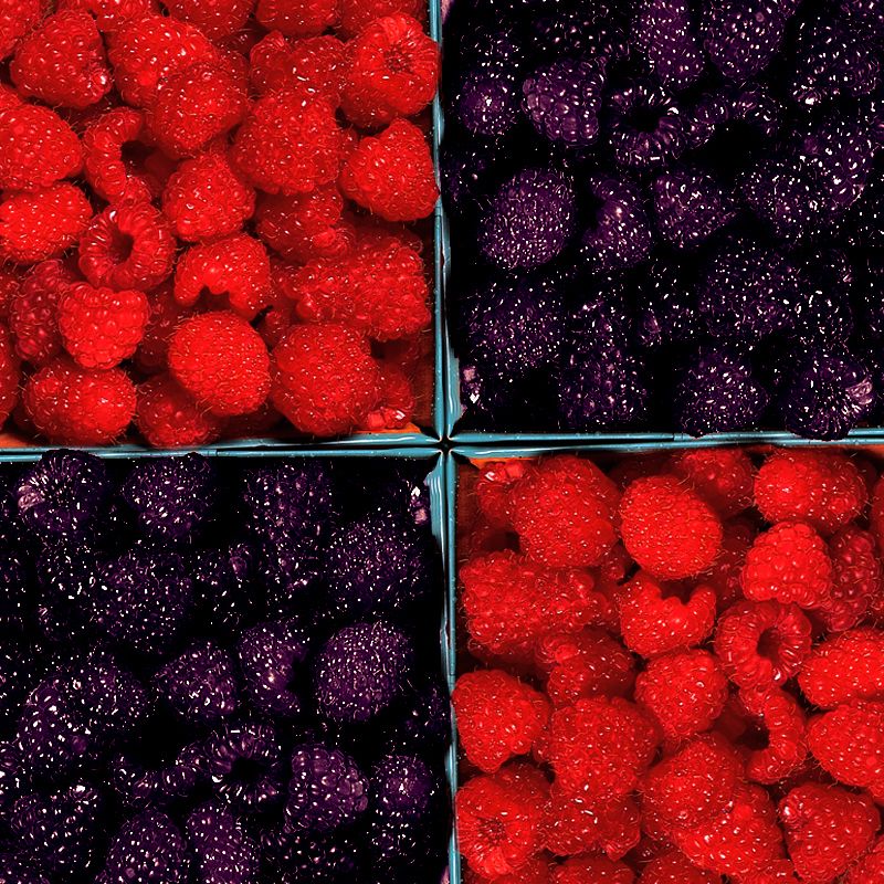 Family Raspberry Patch Collection - Stark Bro’s