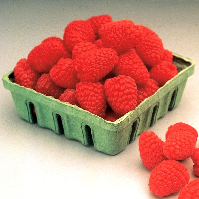 Taylor Red Raspberry Plant - Stark Bro’s