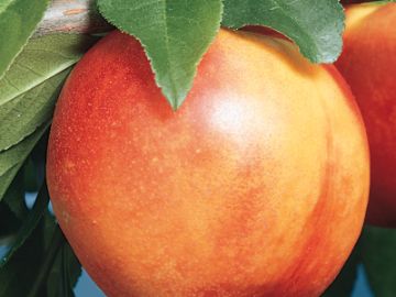 Mericrest Nectarine - Nectarine Trees - Stark Bro's