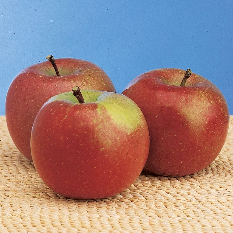 High Resistance Apple Tree Collection - Stark Bro’s