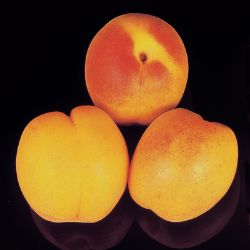Moongold Apricot - Apricot Trees - Stark Bro’s