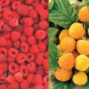 Raspberry Lovers Assortment - Raspberry Plants - Stark Bro’s