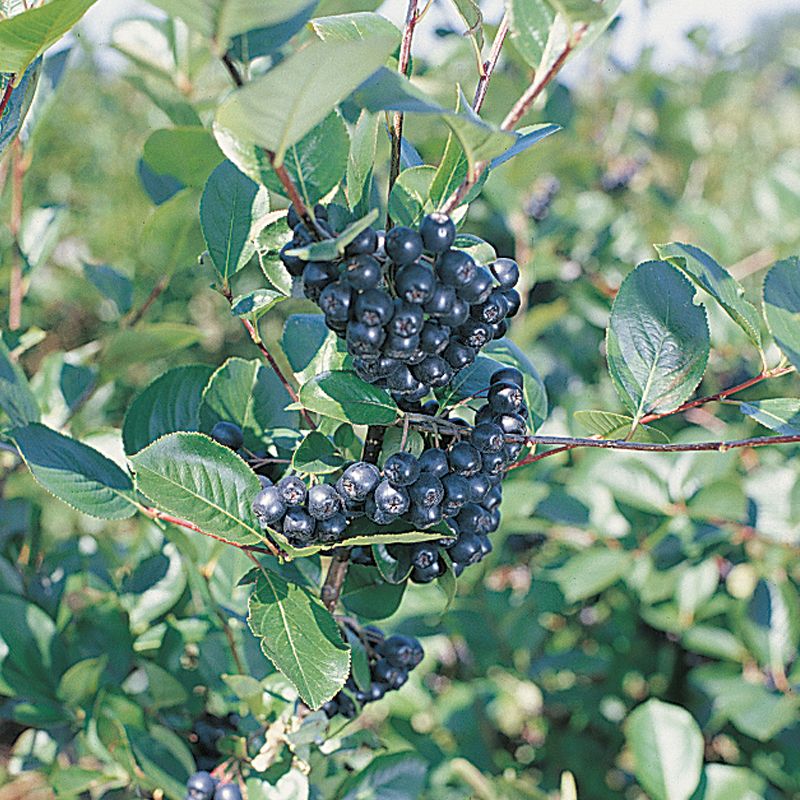 Autumn Magic Aronia Berry Aronia Berry Plants Stark Bros