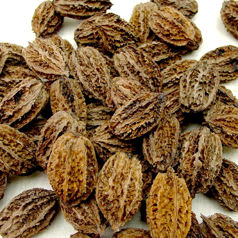 American Butternut Tree - Stark Bro’s