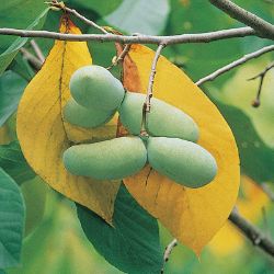 Pawpaw Trees from Stark Bro's - Paw Paw Trees For Sale