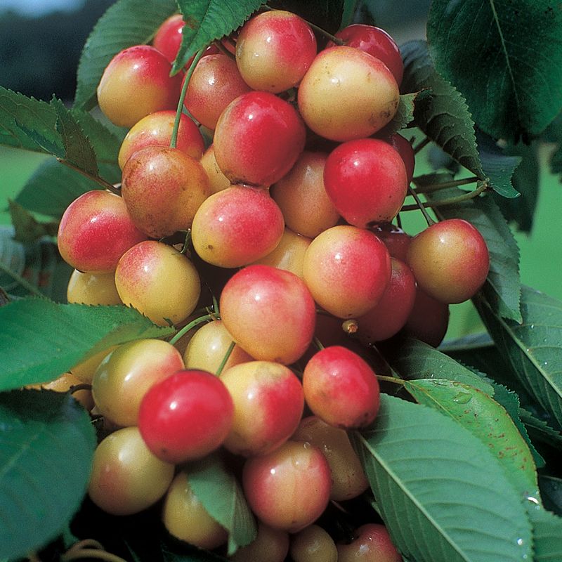 Napoleon Royal Ann Sweet Cherry Tree - Stark Bro’s