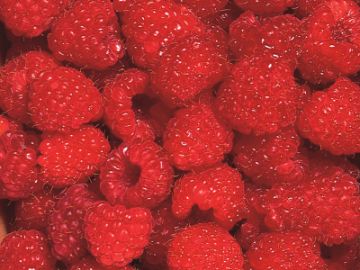 Killarney Red Raspberry - Raspberry Plants - Stark Bro's