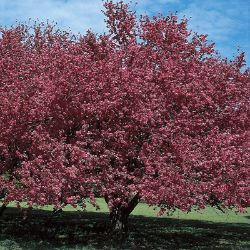 Adams Flowering Crabapple - Flowering Trees - Stark Bro's