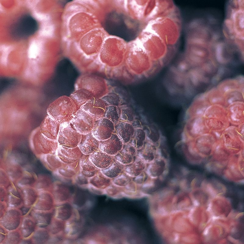 Royalty Purple Raspberry Plant - Stark Bro’s