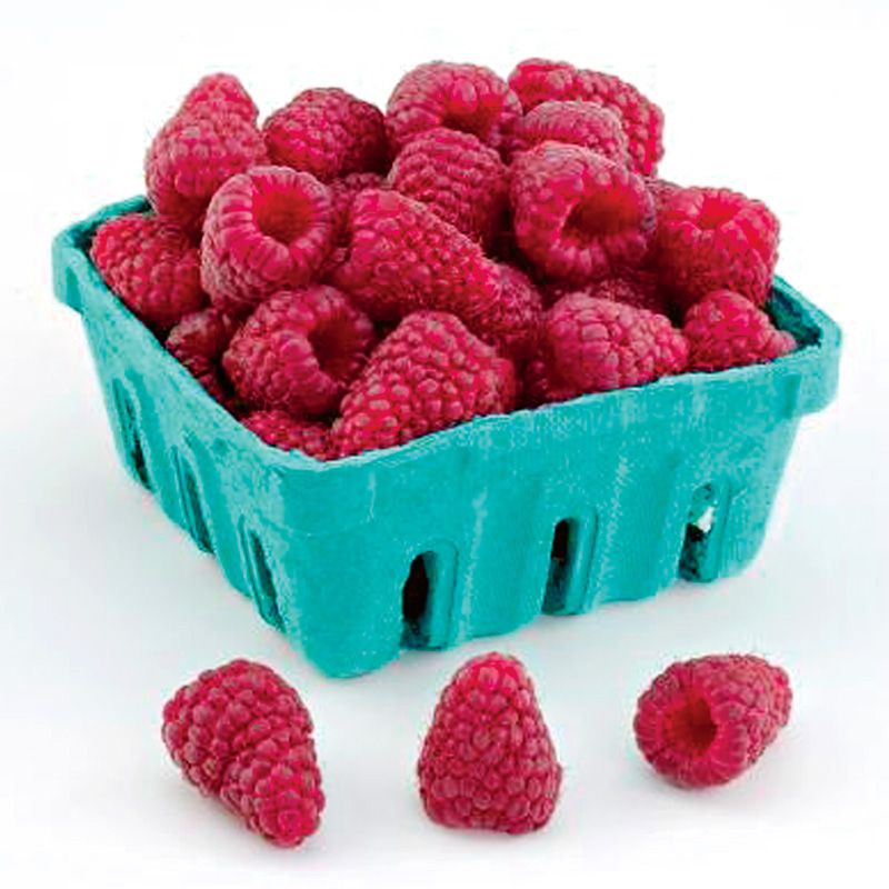 Jaclyn Primocane Red Raspberry Plant - Stark Bro’s