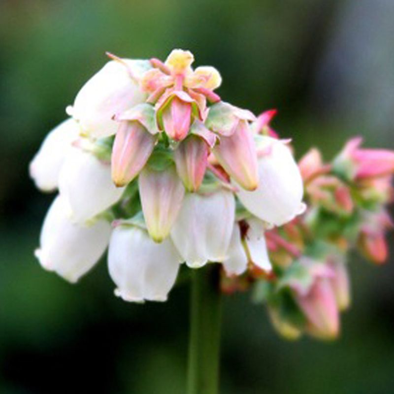 Elliott Blueberry Plant - Stark Bro’s