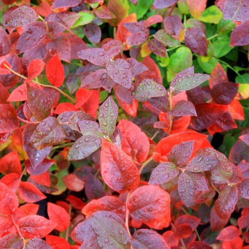 Bluecrop Blueberry Plant - Stark Bro’s