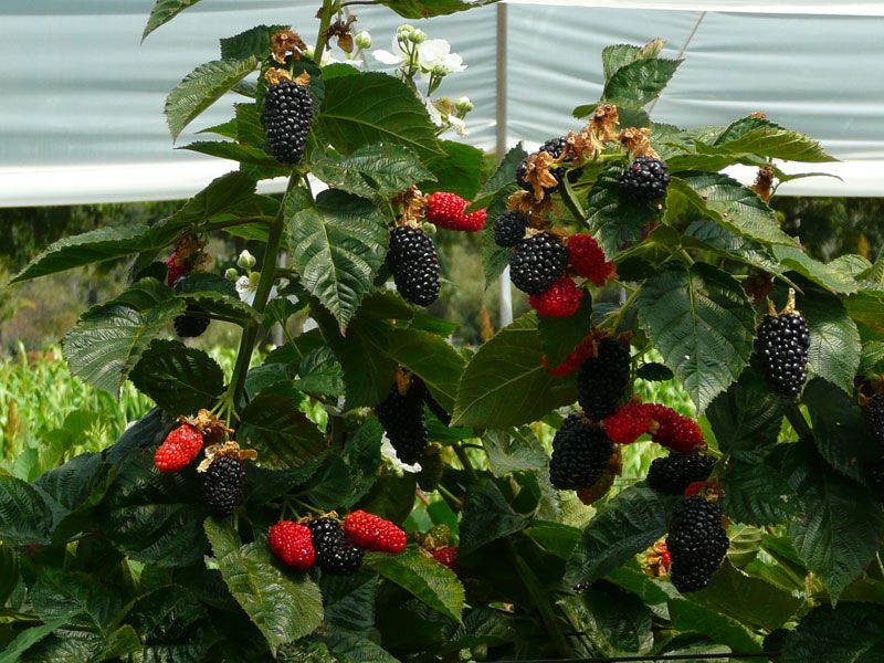 Prime-Ark® Freedom Blackberry Plants - Stark Bro's
