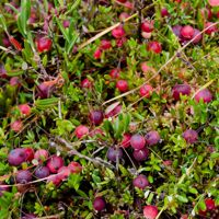 Pest & Disease Control for Cranberry Plants - Stark Bro's