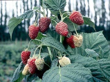 Joan J Primocane Red Raspberry - Raspberry Plants - Stark Bro’s