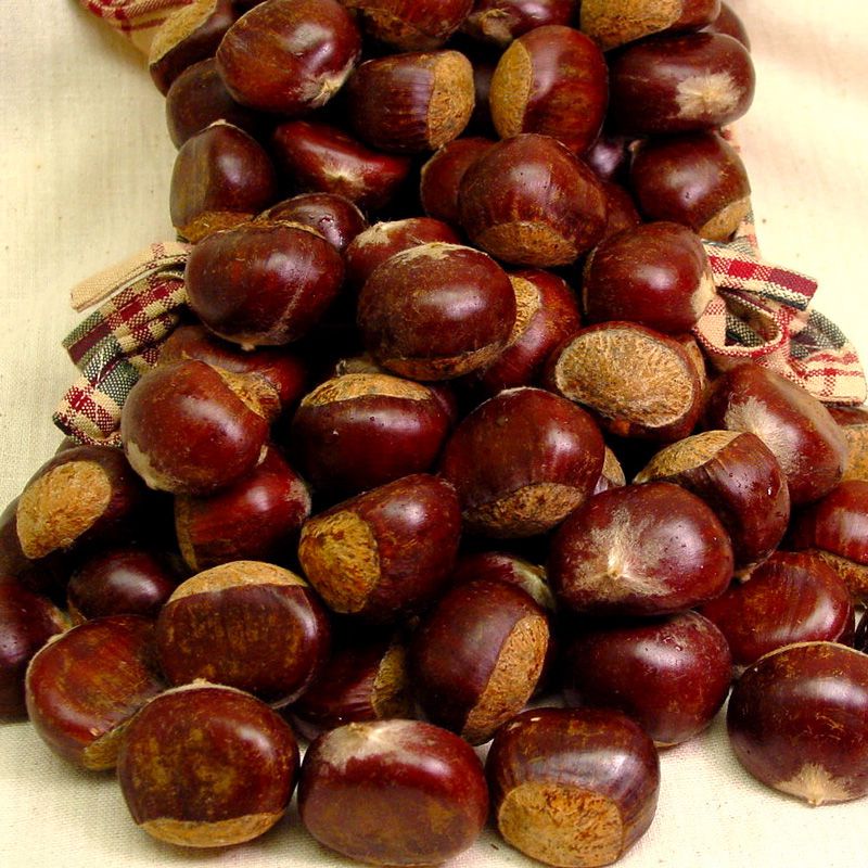 Triple Play Chestnut Seedling Collection - Stark Bro's