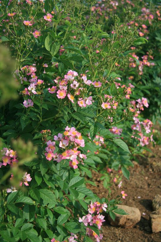 Look-A-Likes® Phloxy Baby Rose - Stark Bro’s