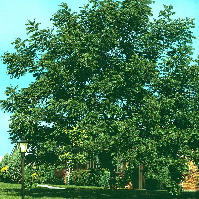 Stark® Northern Prize Walnut Tree - Stark Bro’s