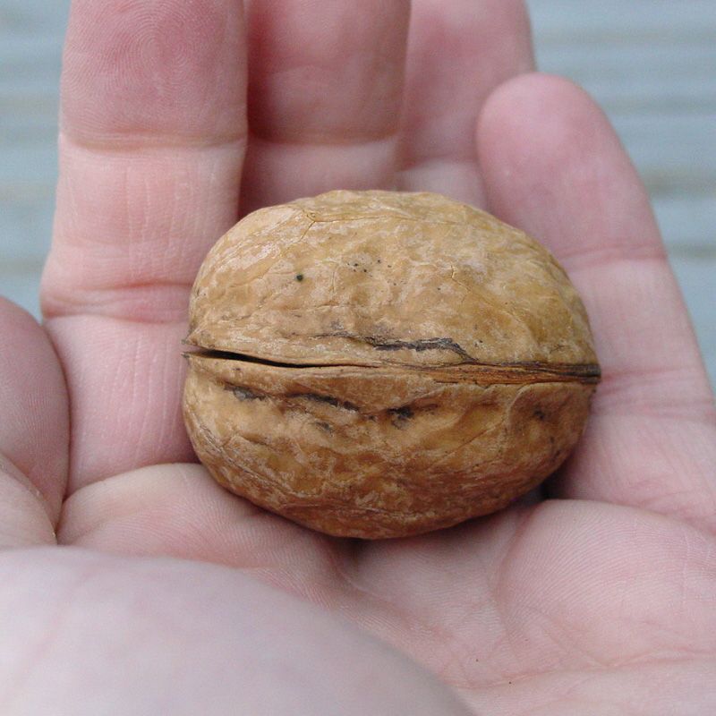 Stark® Champion™ English Walnut Tree - Stark Bro’s