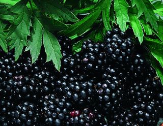 Chester Thornless Blackberry Plant - Stark Bro’s