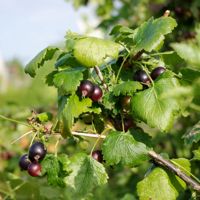How to Grow Jostaberry Plants - Stark Bro's