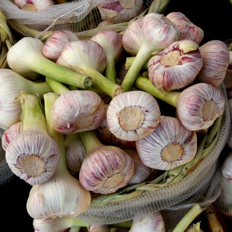 Silver Rose Garlic Bulbs - Stark Bro’s