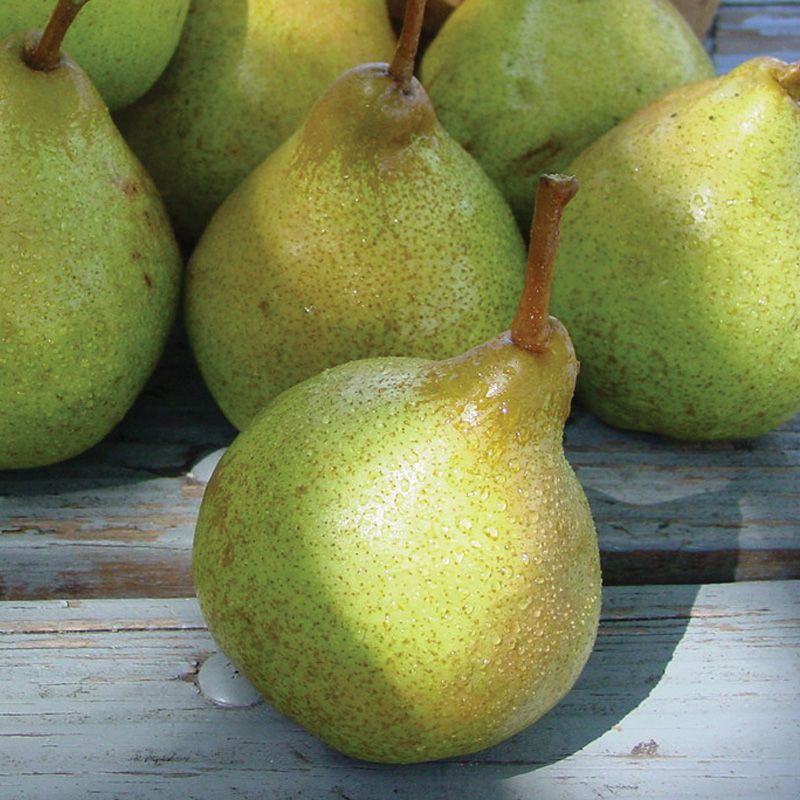 Stark® SugarSweet Pear Tree - Stark Bro’s