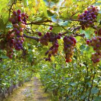 Seedless Grapes from Stark Bro's - Seedless Grape Vines For Sale