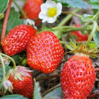 Everbearing Strawberries - Everbearing Strawberry Plants For Sale