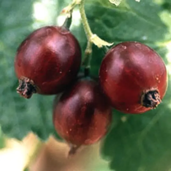 Jostaberry Plant - Stark Bro’s