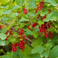 Currant Plants from Stark Bro's - Currant Plants For Sale