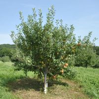 Heirloom Fruit Trees from Stark Bro's - Heirloom Fruit Trees For Sale