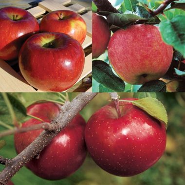 Contemporary Favorites Apple Tree Collection - Stark Bro's