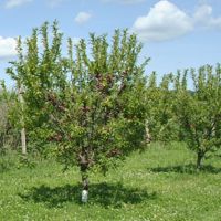 Dwarf Plum Trees from Stark Bros - Dwarf Plum Trees For Sale