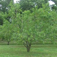 Standard Fruit Trees - Buy Standard Size Fruit Trees from Stark Bro's