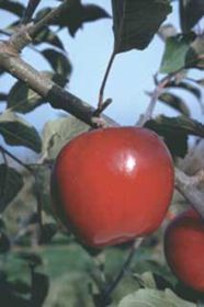 Stark® Jon-A-Red® Jonathan Apple Tree - Stark Bro’s