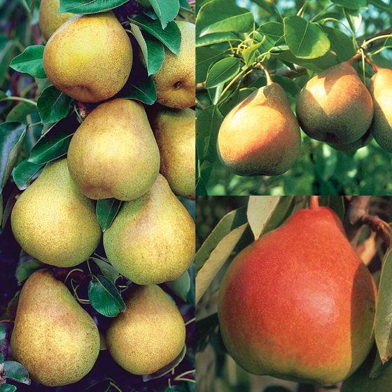 Perfect Pear Tree Collection - Stark Bro’s