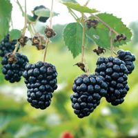 Pest & Disease Control for Blackberry Plants - Stark Bro's