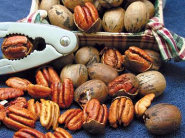 Starking® Southern Giant Pecan - Pecan Trees - Stark Bro’s