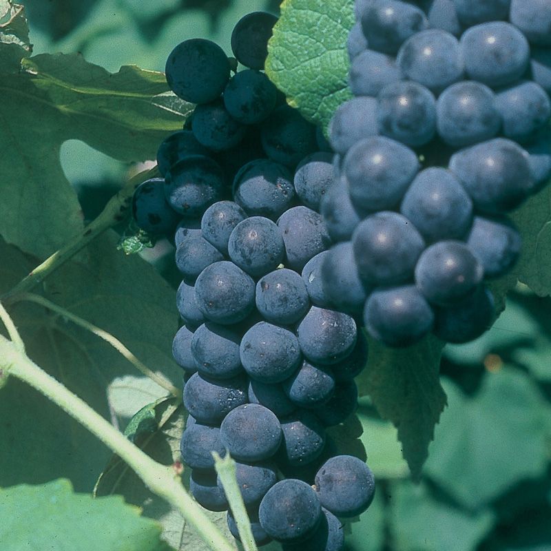 Saint Theresa Grape Vine - Stark Bro’s